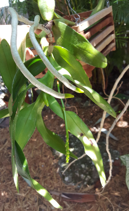 Growing Bare Root Orchids: An Organic Experiment – Dr. Lia Andrews