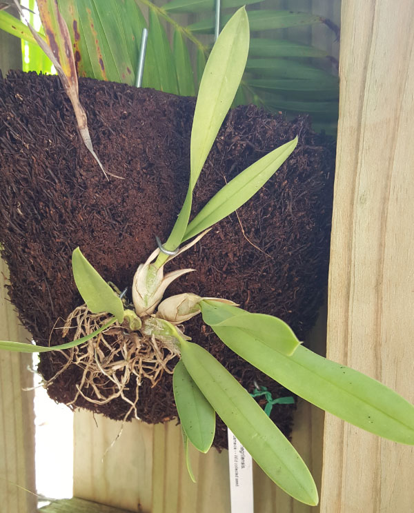 Growing Bare Root Orchids: An Organic Experiment – Dr. Lia Andrews