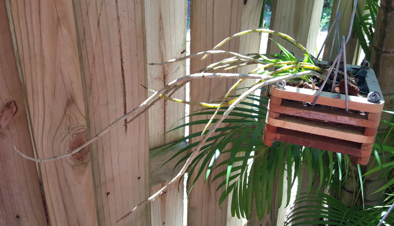 Growing Bare Root Orchids: An Organic Experiment – Dr. Lia Andrews