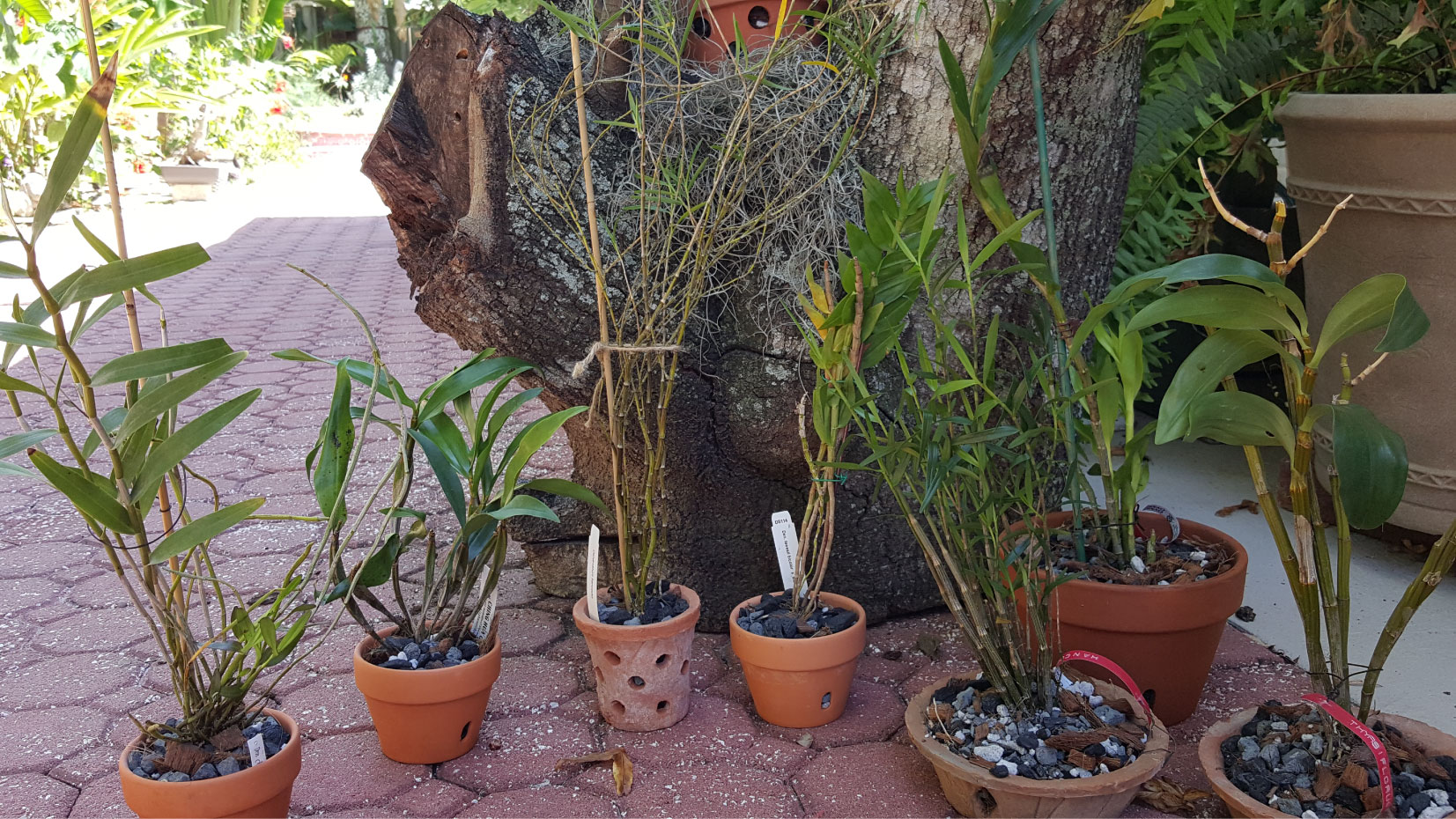 Growing Bare Root Orchids: An Organic Experiment – Dr. Lia Andrews