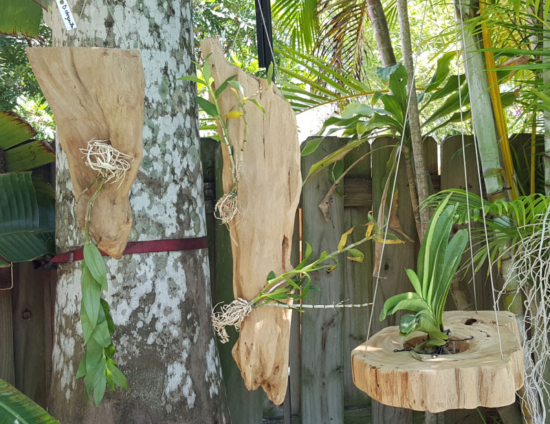 Growing Bare Root Orchids: An Organic Experiment – Dr. Lia Andrews