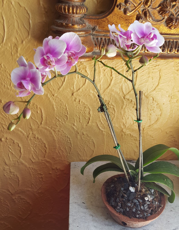 Growing Bare Root Orchids: An Organic Experiment – Dr. Lia Andrews